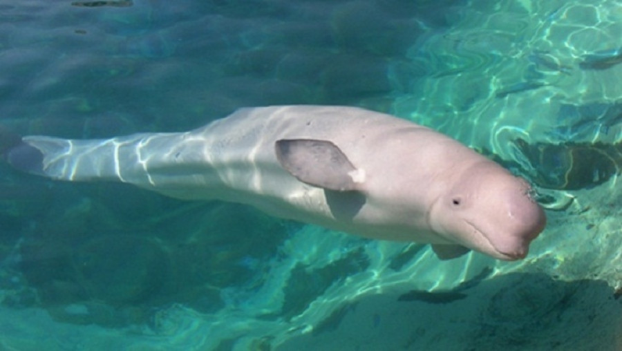 Minta Bantu Pusat, Ini Rencana Pemprov Kaltim Selamatkan Habitat Pesut ...