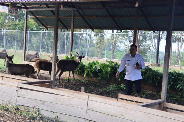Anak Rusa Jadi Perhatian Pengunjung, Makmur Marbun: “ Selamat Datang ...