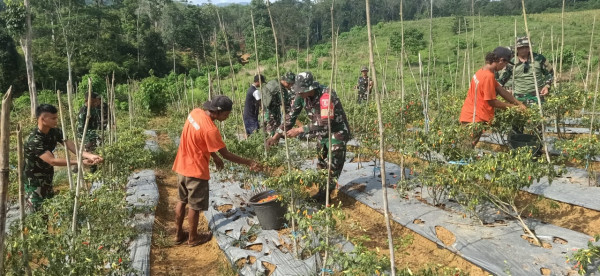 Dukung Pertanian Warga, Satgas TMMD Bantu Panen Cabai di RT 09 | Korankaltim.com