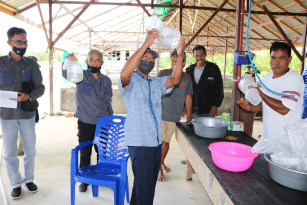 Melihat Lebih Dekat Cara Benur Idaman di Muara Badak yang Sukses ...
